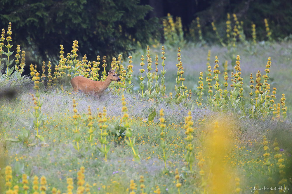 La chevrette et les gentianes jaunes - Jean-Michel Hytte Photos Vercors