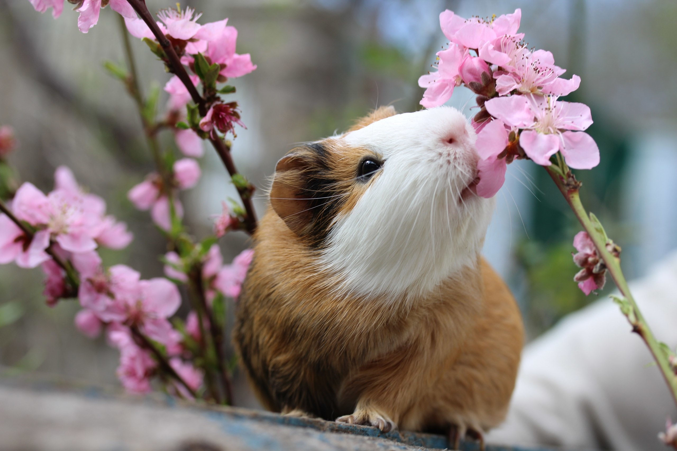 Kleine Tiere - große Verantwortung - Gartenmagazin