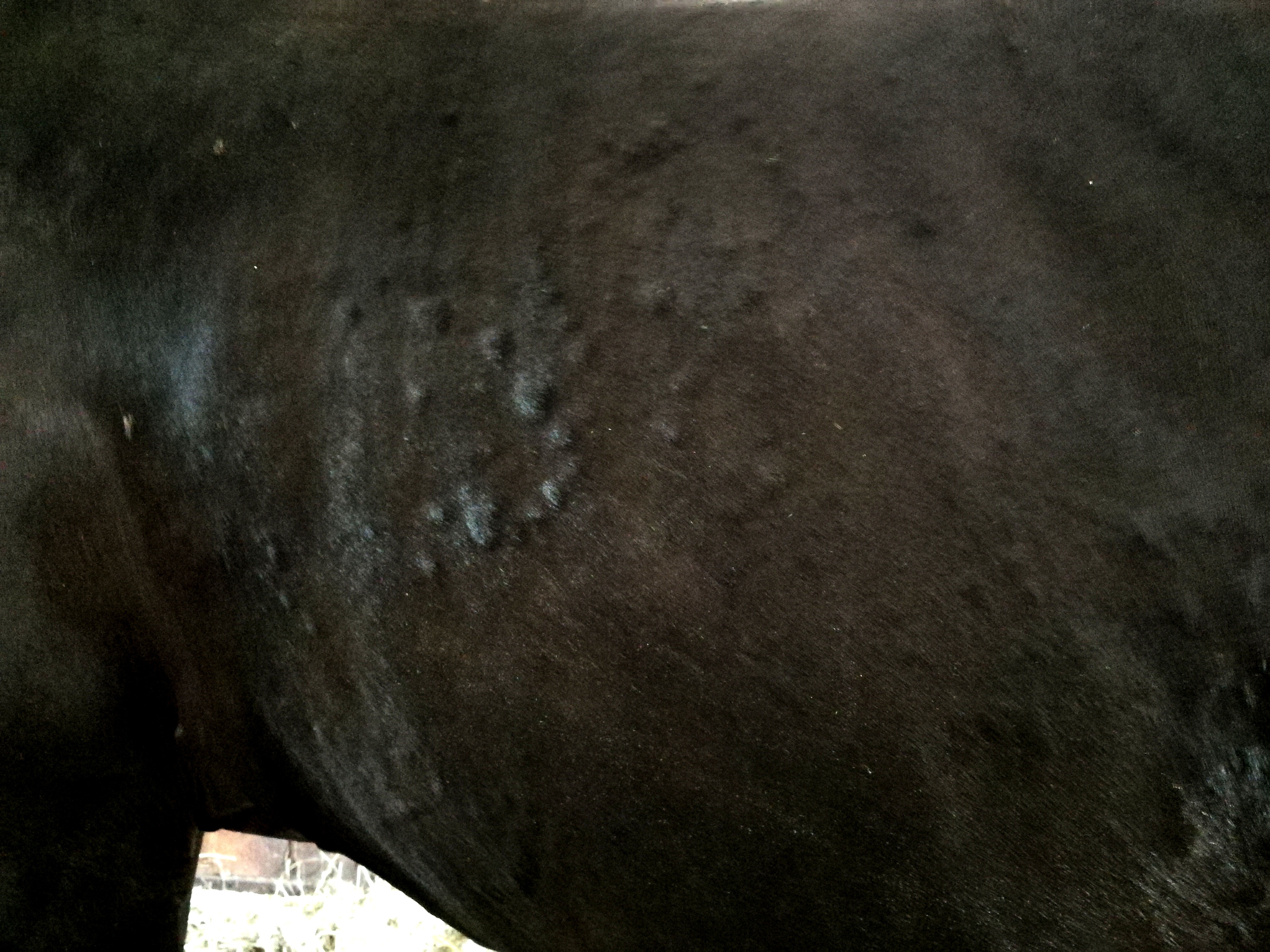 Alles voller Quaddeln - Nesselfieber beim Pferd - Mobile Tierheilpraxis ...