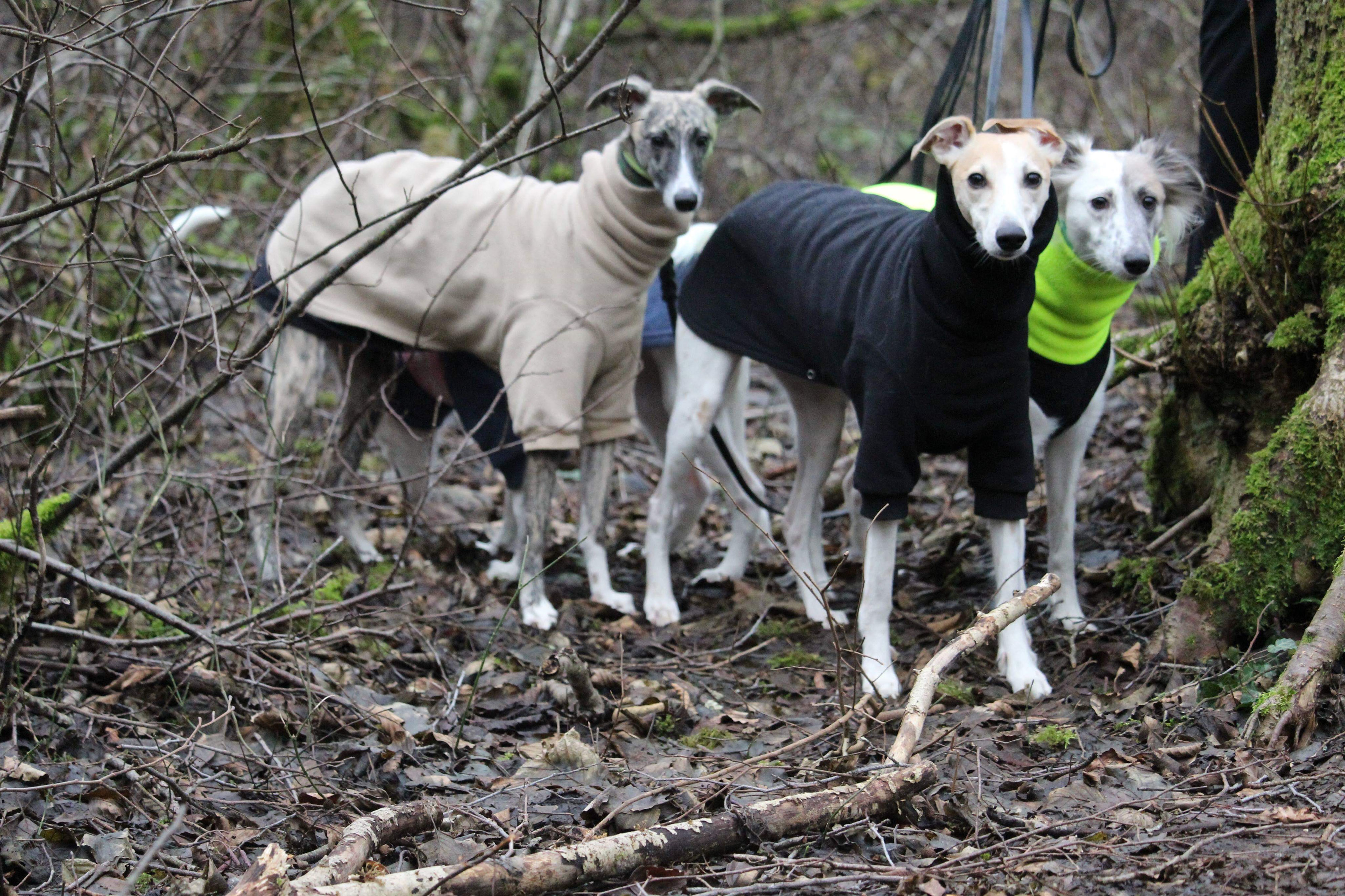 Silken Windsprite - Sighthounds of Switzerland!