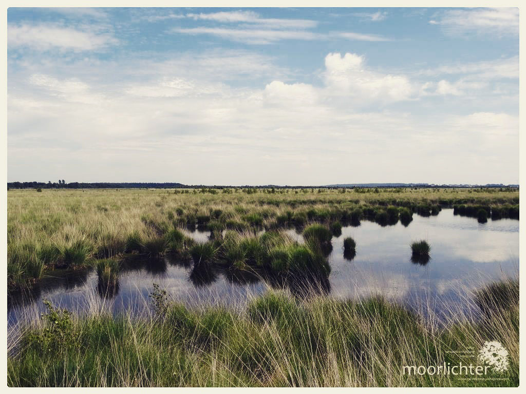 #bogmagic: Entdecke das Moor – Teil 2: Wie entsteht ein Moor - Wald ... #bogmagic: Entdecke das Moor – Teil 2: Wie entsteht ein Moor - Wald ...