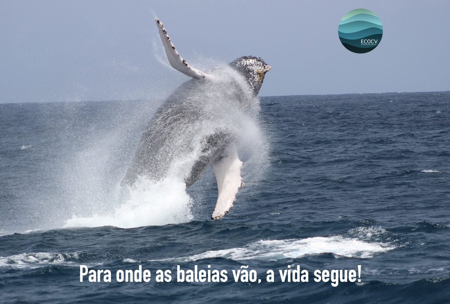 Where whales go, life follows - ECOCV