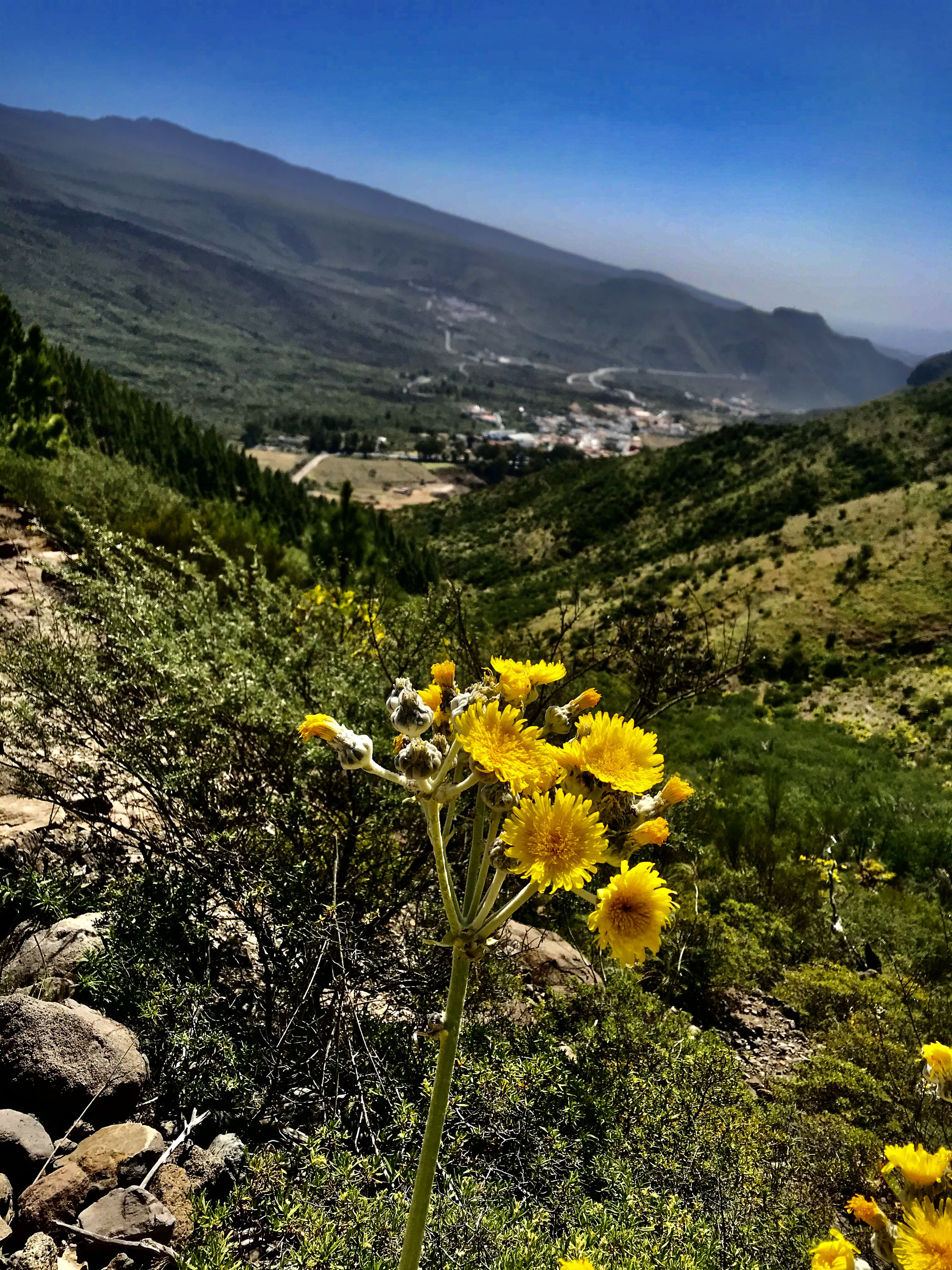 Teneriffa Urlaub im Osten der Insel - Casa-Madera Ferienhaus buchen
