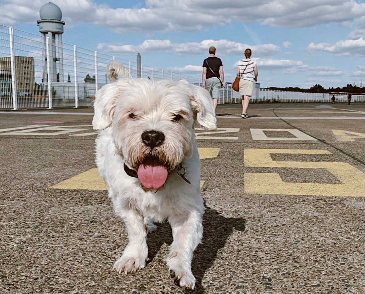 Top 5 Dog-friendly Places in Berlin - walk this way