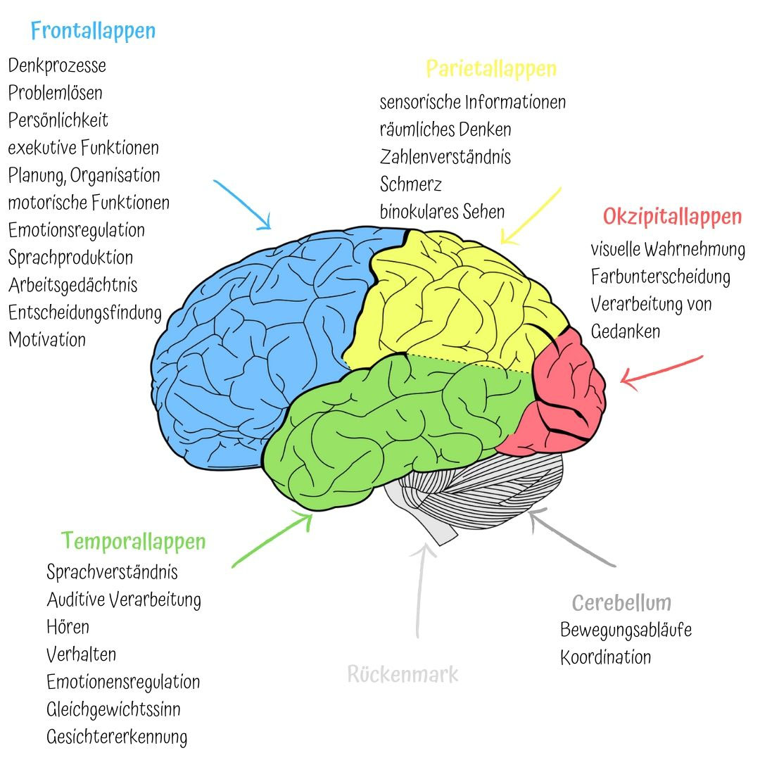 Aufbau Des Gehirns Und Funktionen