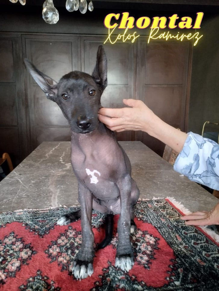 The Standard Size of the Xoloitzcuintli: A Guide to Mexico's Ancient ...