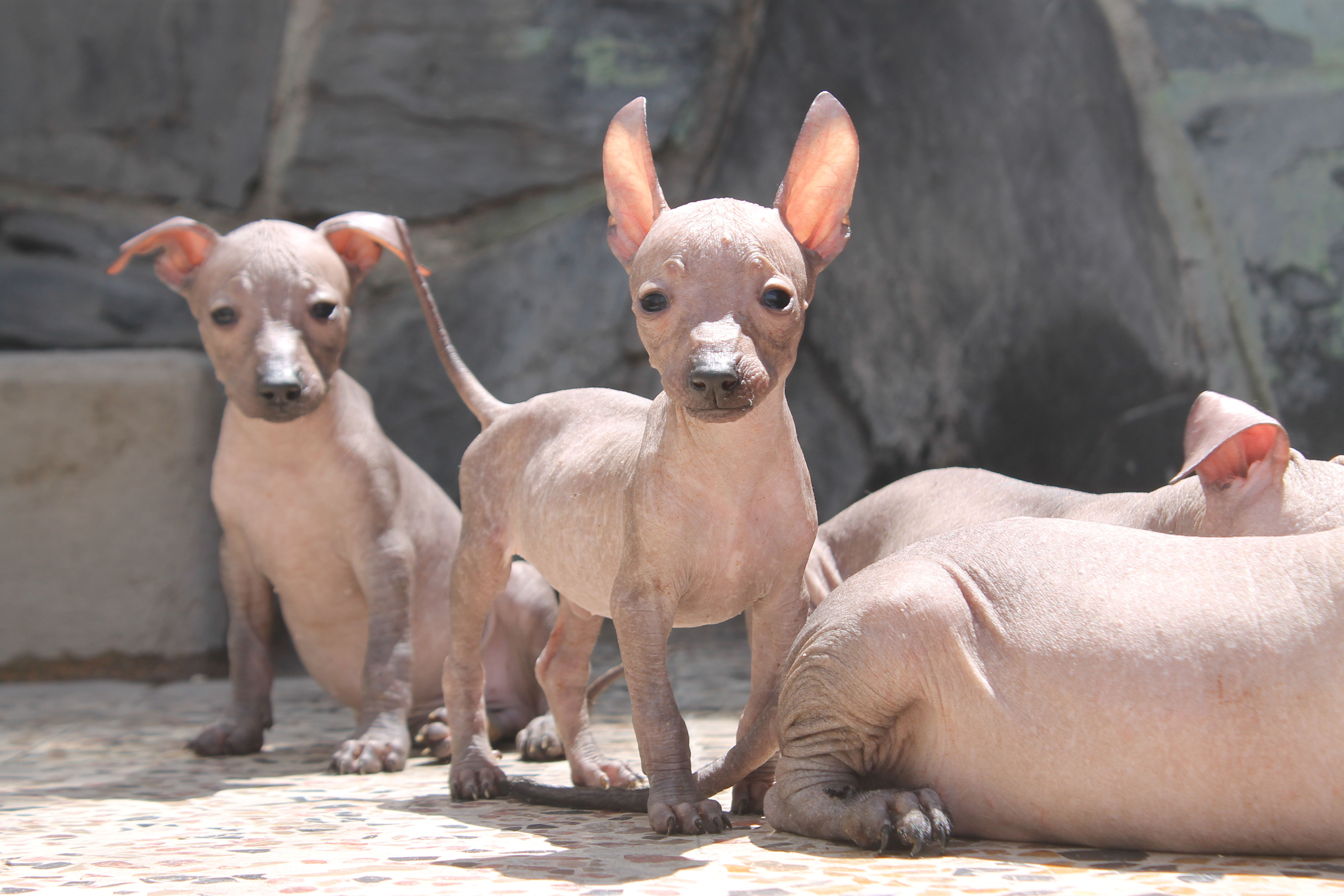 El Xoloitzcuintle: El Perro Sagrado de México y Su Vínculo Milenario ...