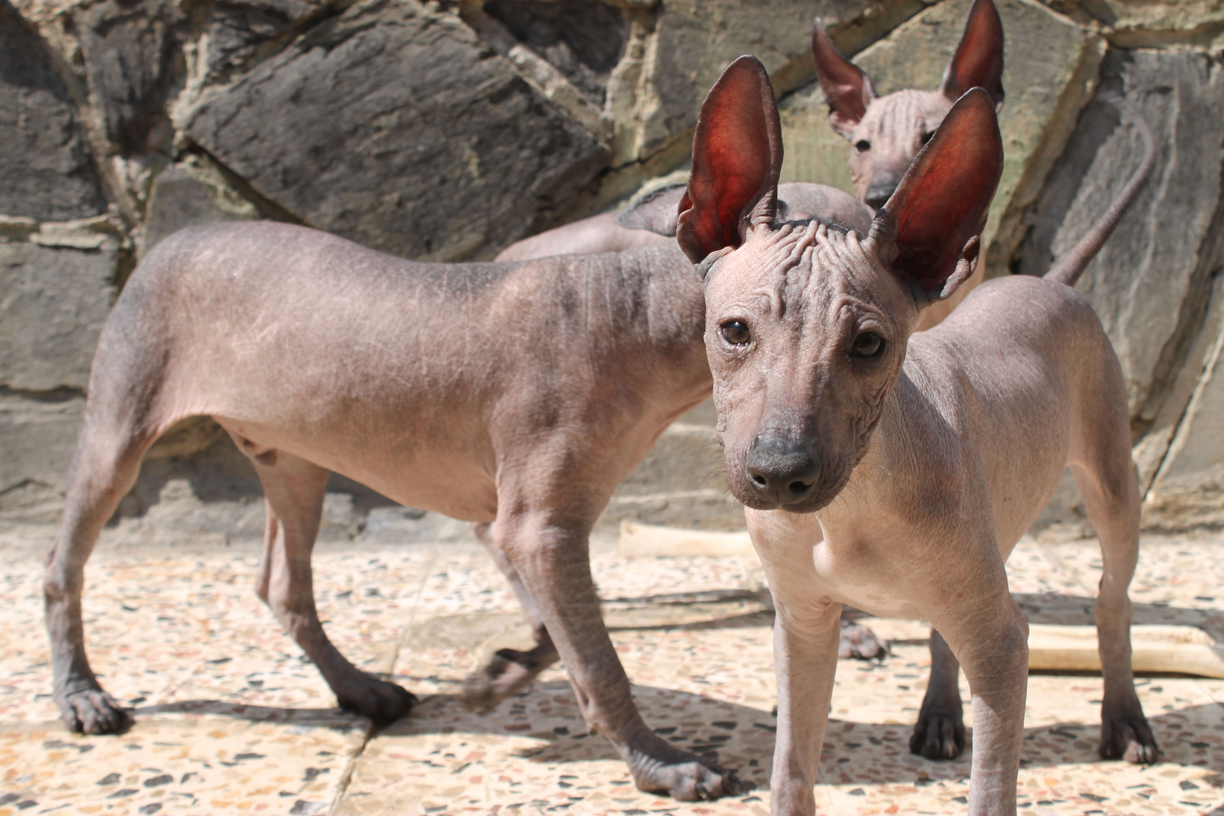 The Xoloitzcuintle: A Unique and Culturally Significant Breed in ...