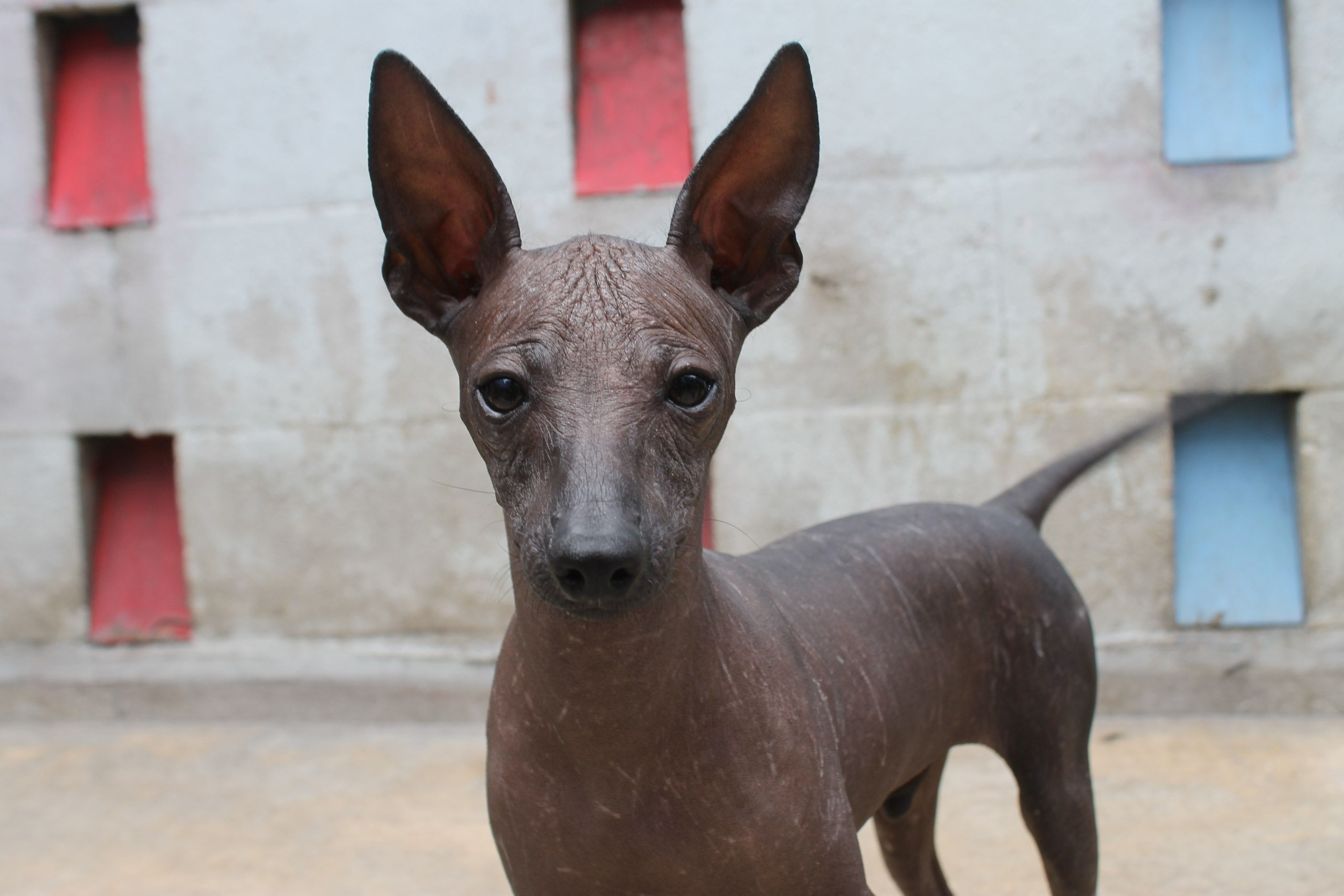 El Xoloitzcuintle: Una joya canina de México con raíces ancestrales ...