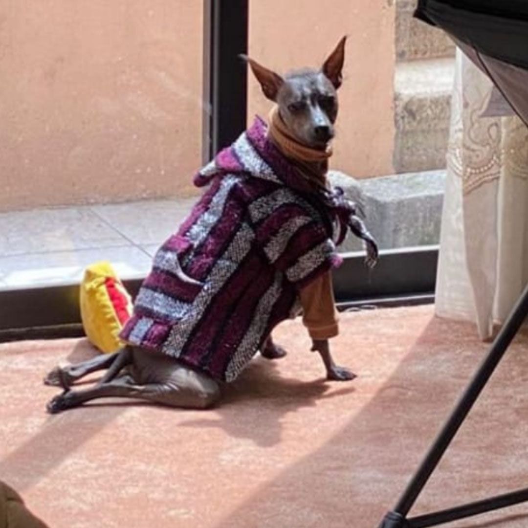 5 Fun Ideas for Exercising Your Xoloitzcuintle | Xolos Ramirez ...