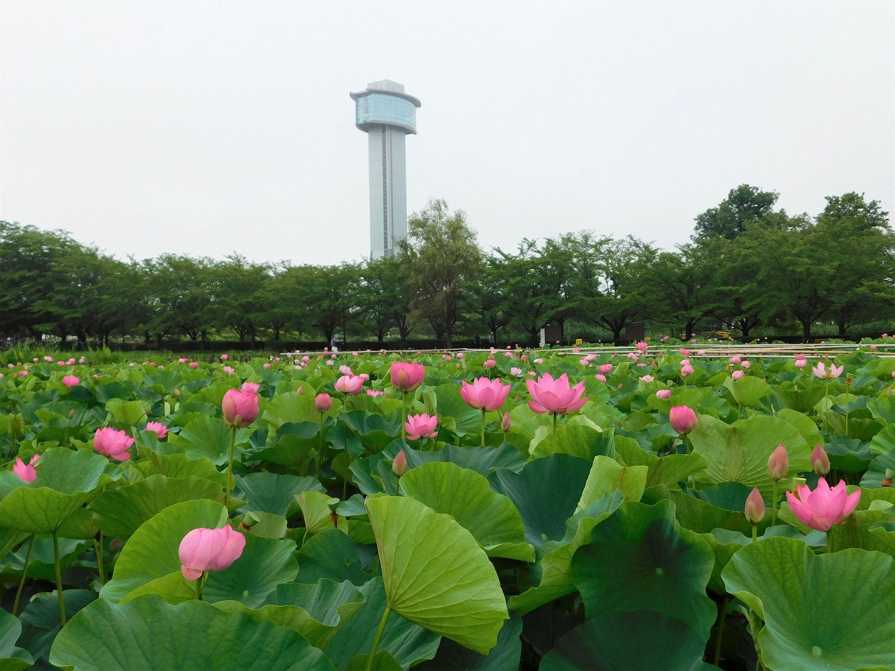 Ancient Lotus Park - HERITAGE TOWN GYODA