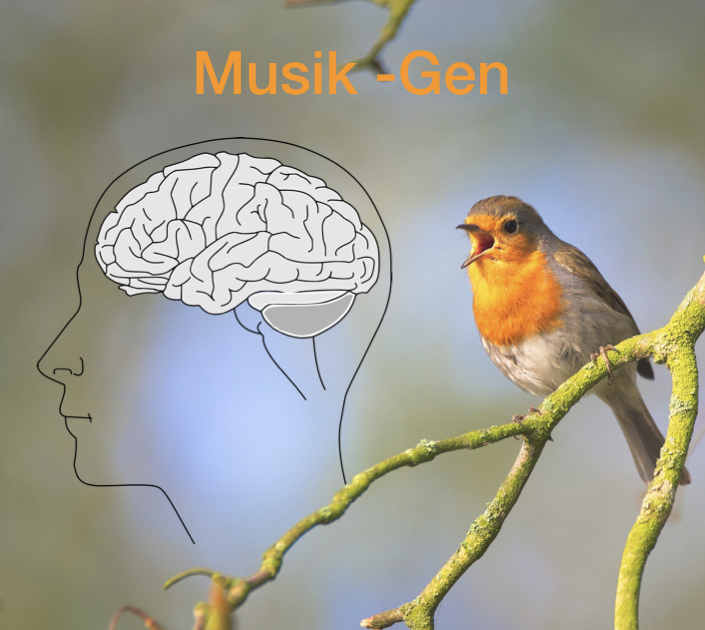 Musik-Gen im Gehirn - Musiktheorie lernen