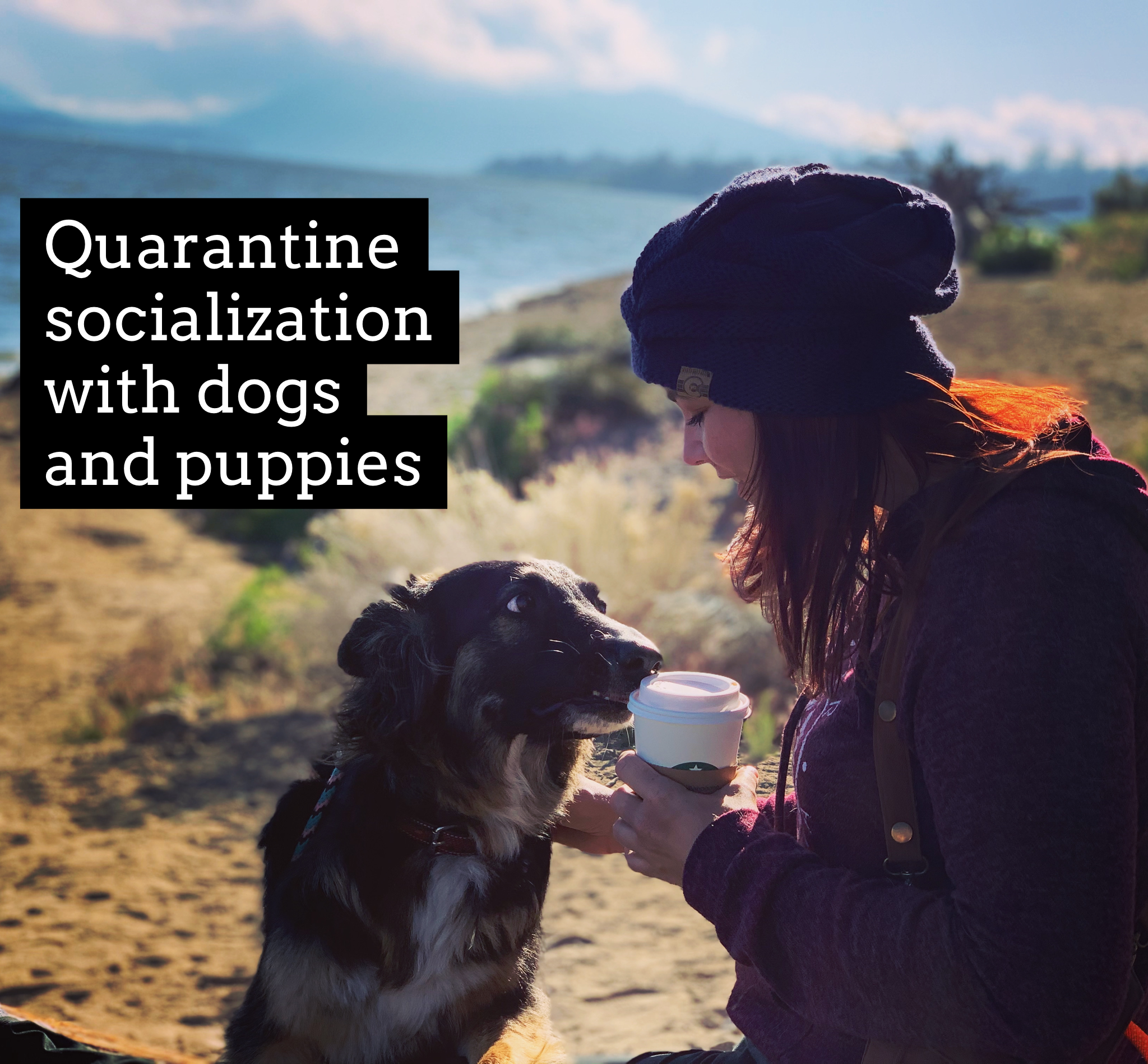 Quarantine Socialization with dogs and pups - Ruff Beginnings Rehab Dog ...