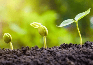 Cycle de vie HARICOT - La Classe de Barnabé