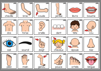 Les parties du corps - La Classe de Barnabé