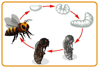 Cycle de vie ABEILLE - La Classe de Barnabé