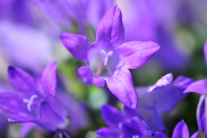 10 winterharde vaste planten welke mooi bloeien - Lindaschrijfthetop.nl