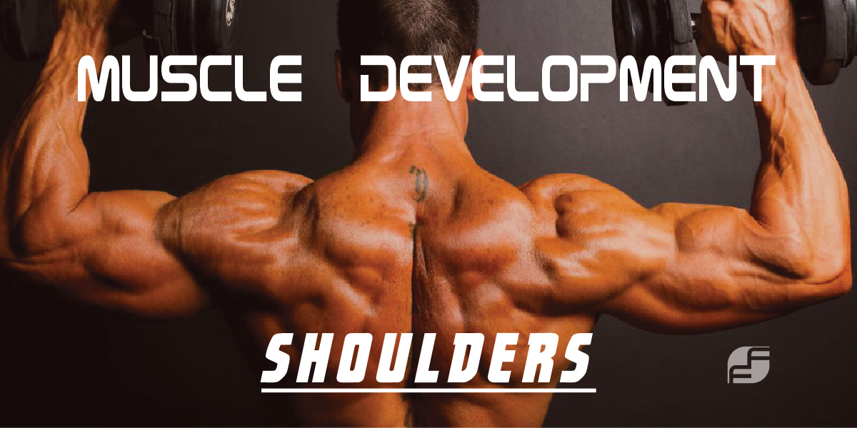 Muscle Development: Shoulders - Fausey's Fitness