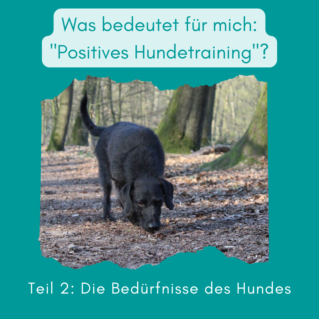 Die Bedürfnisse Des Hundes Nadine Schiffer