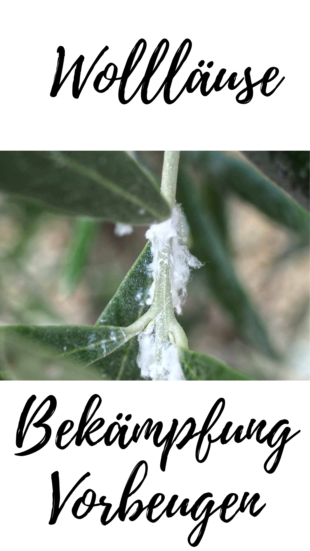 Wollläuse - LUXOLIVO Olivenbäume
