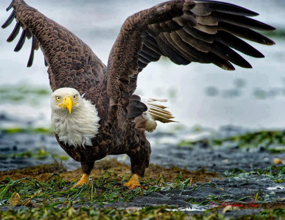 6.- El águila que decide vivir 30 años más - Tu acierto para Renovar tu ...