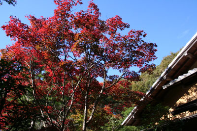 Waywaya, a short story by Sionil Jose - From northern Yokohama, Japan