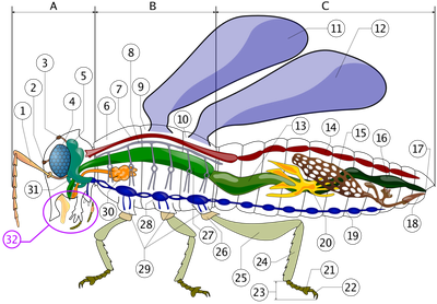 De bouw van insecten - De website van insectenonsnieuwvoedsel!