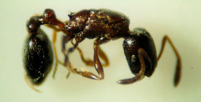 Cardiocondyla batesii (Forel, 1894) - Mirmecología