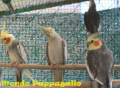 Calopsite - Benvenuti su mondopappagallo!