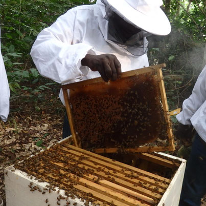 L'APICULTURE AU CAMEROUN - Site de naturesucree