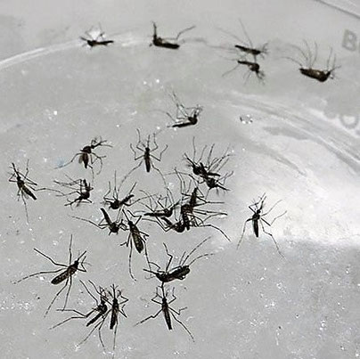 Insect Chill Plates - Vienna Scientific