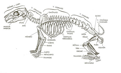 OJOS - La saga del conejo