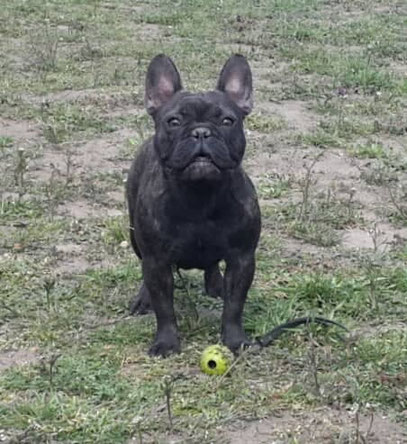 Наши БУЛЬДОЖКИ - питомник немецких овчарок и французских бульдогов "фон ...