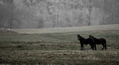 ADDI FURLER - ERINNERUNGEN - burghardhenzes Jimdo-Page!