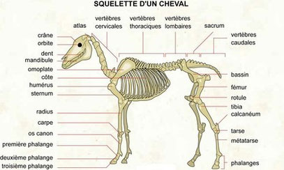 Les soins équins. - cheval conseils