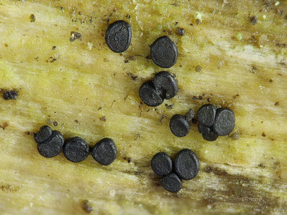 Pilzfotos-Mikromerkmale: Claussenomyces xylophilus comb. nov. Baral ...