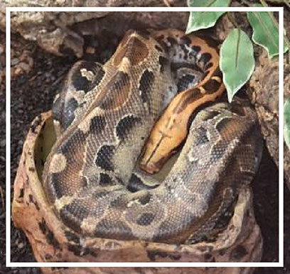 Pythons - Happy Pythons - Python regius