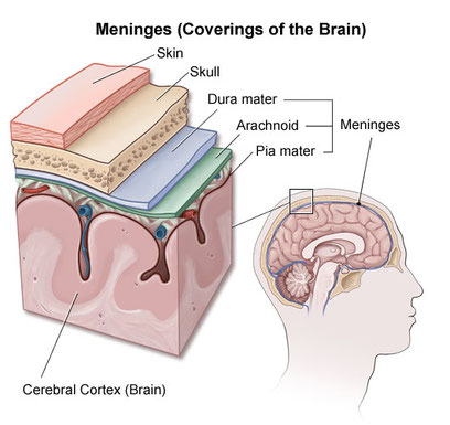 structure encephalon