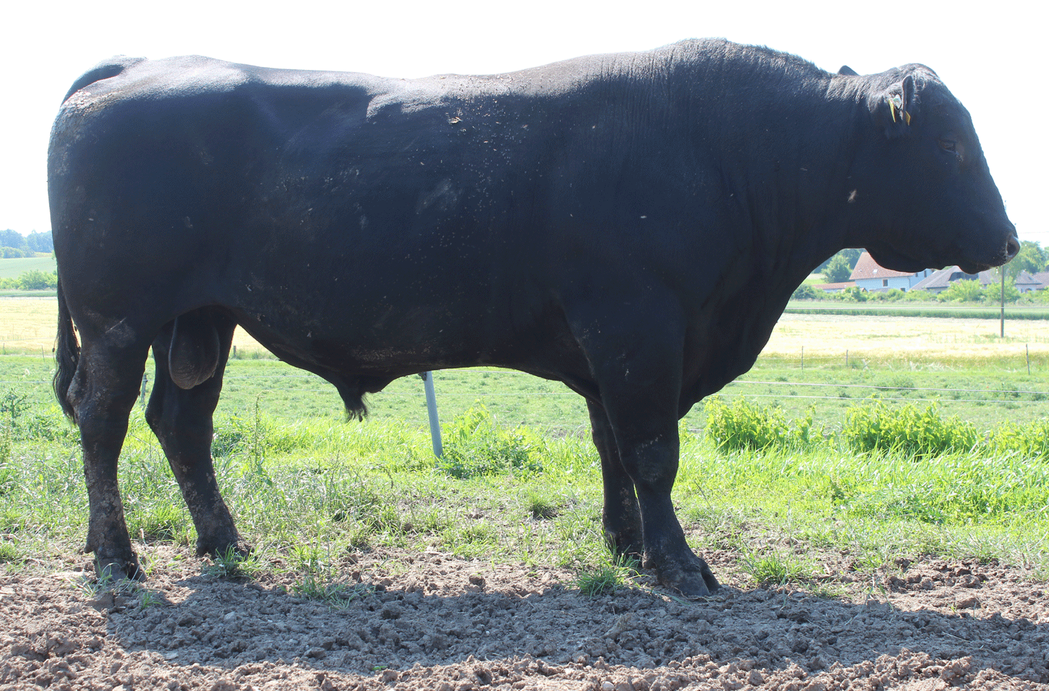 Angus Zuchtstiere - www.angus-weidefleisch.at