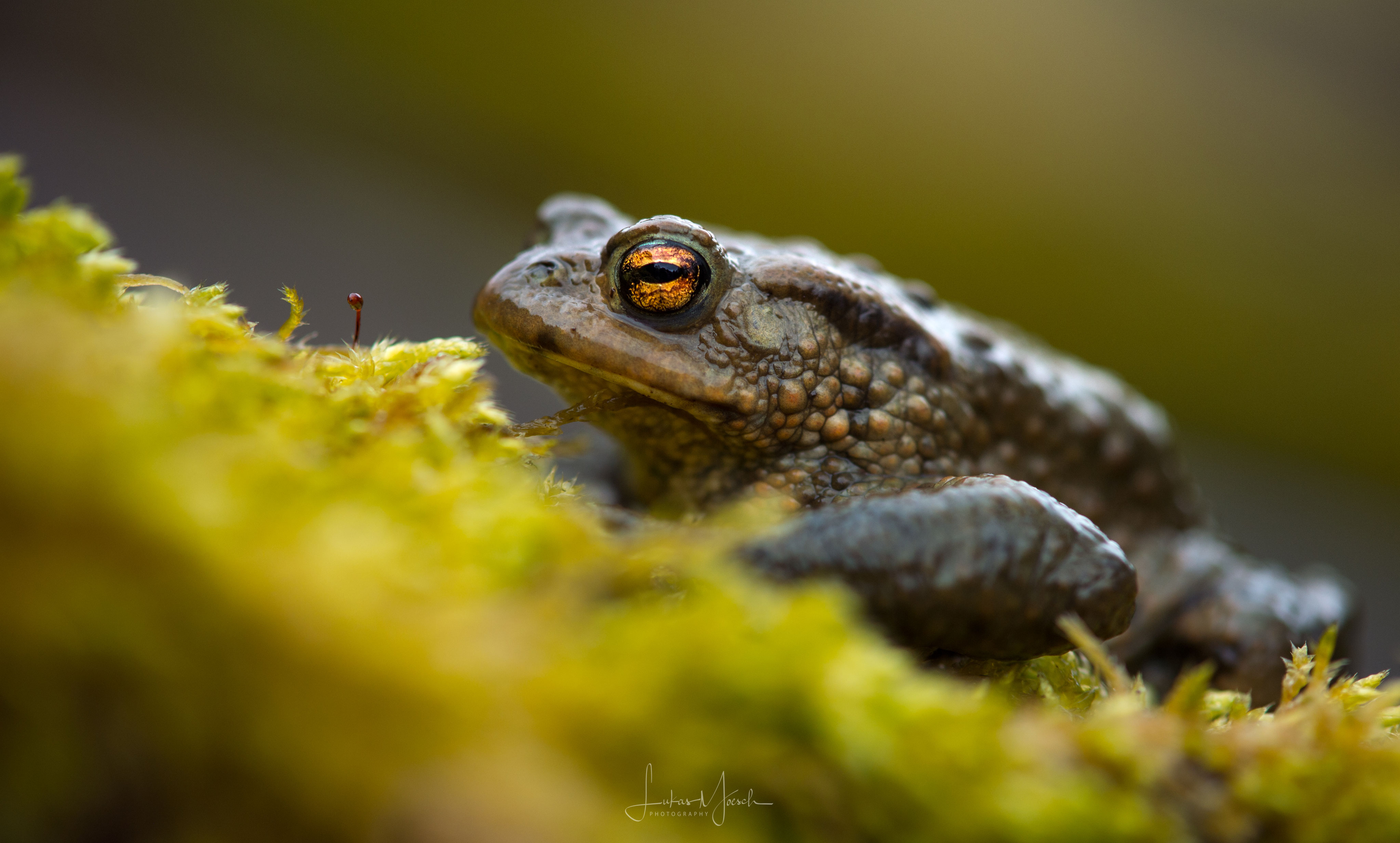 Amphibien - lukasmoesch.photography