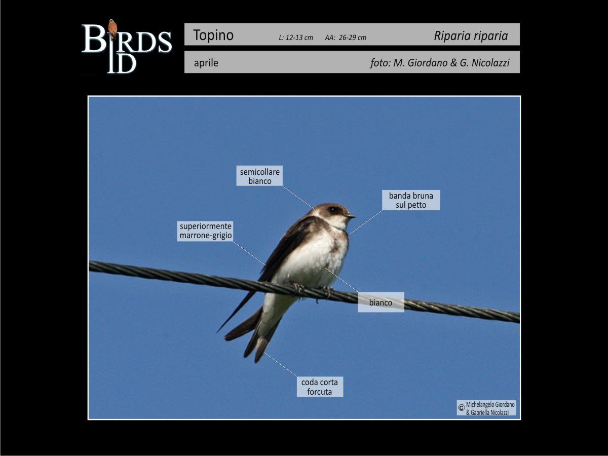 Hirundinidae - Birdsid