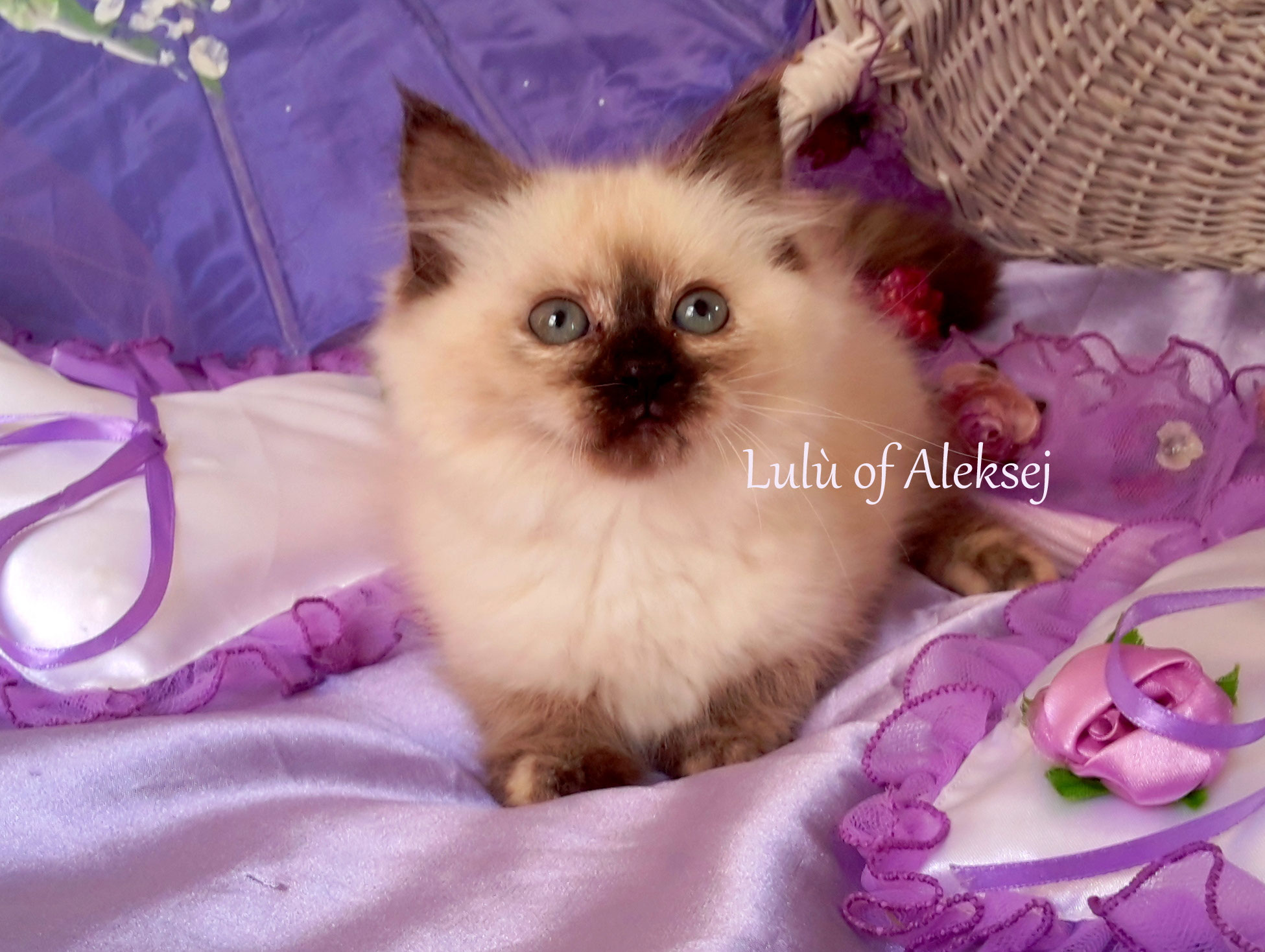 SEAL TORTIE/TORBIE POINT - CUCCIOLI GATTO SIBERIANO DISPONIBILI