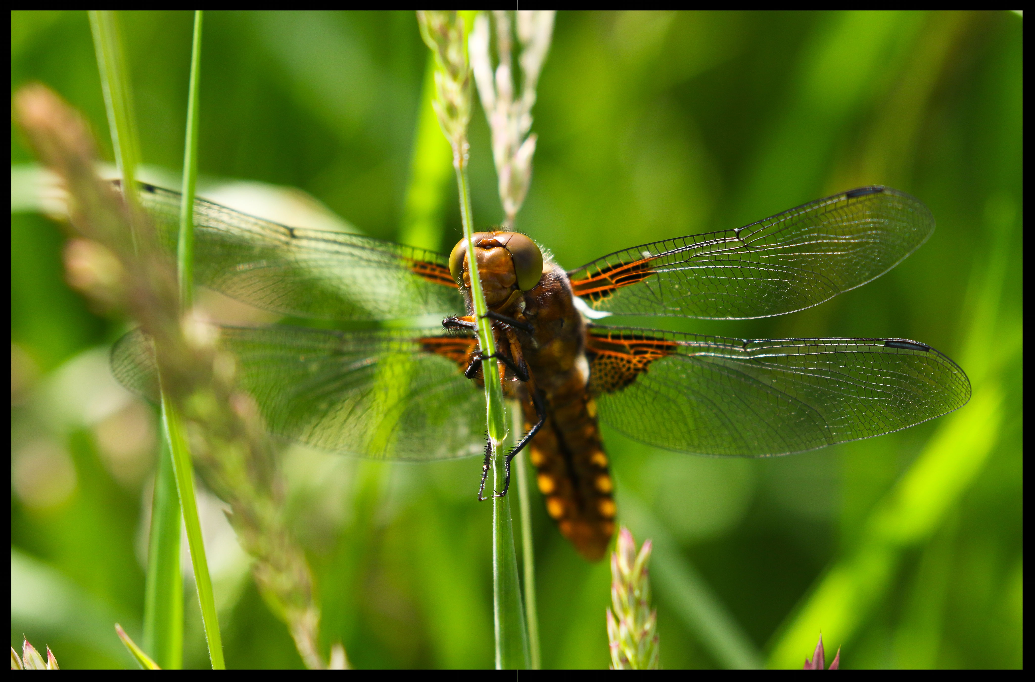 Libellen - Naturgalerie