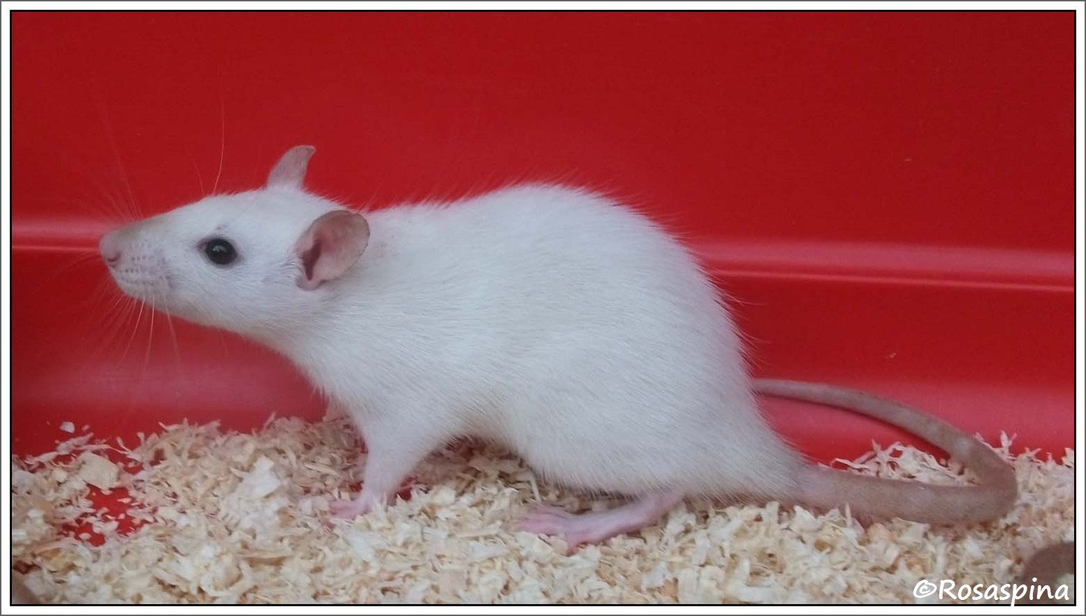 Black Eyed Himalayan (BEH) - Varietà del Ratto - Rat Varieties