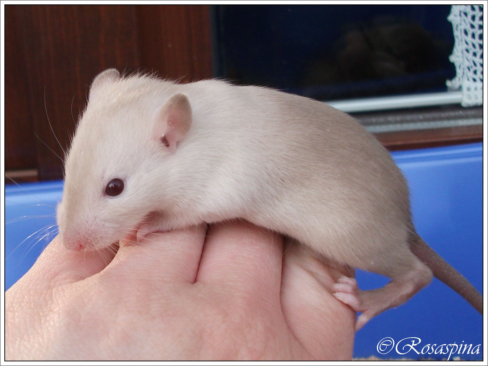 Siamese - Varietà del Ratto - Rat Varieties