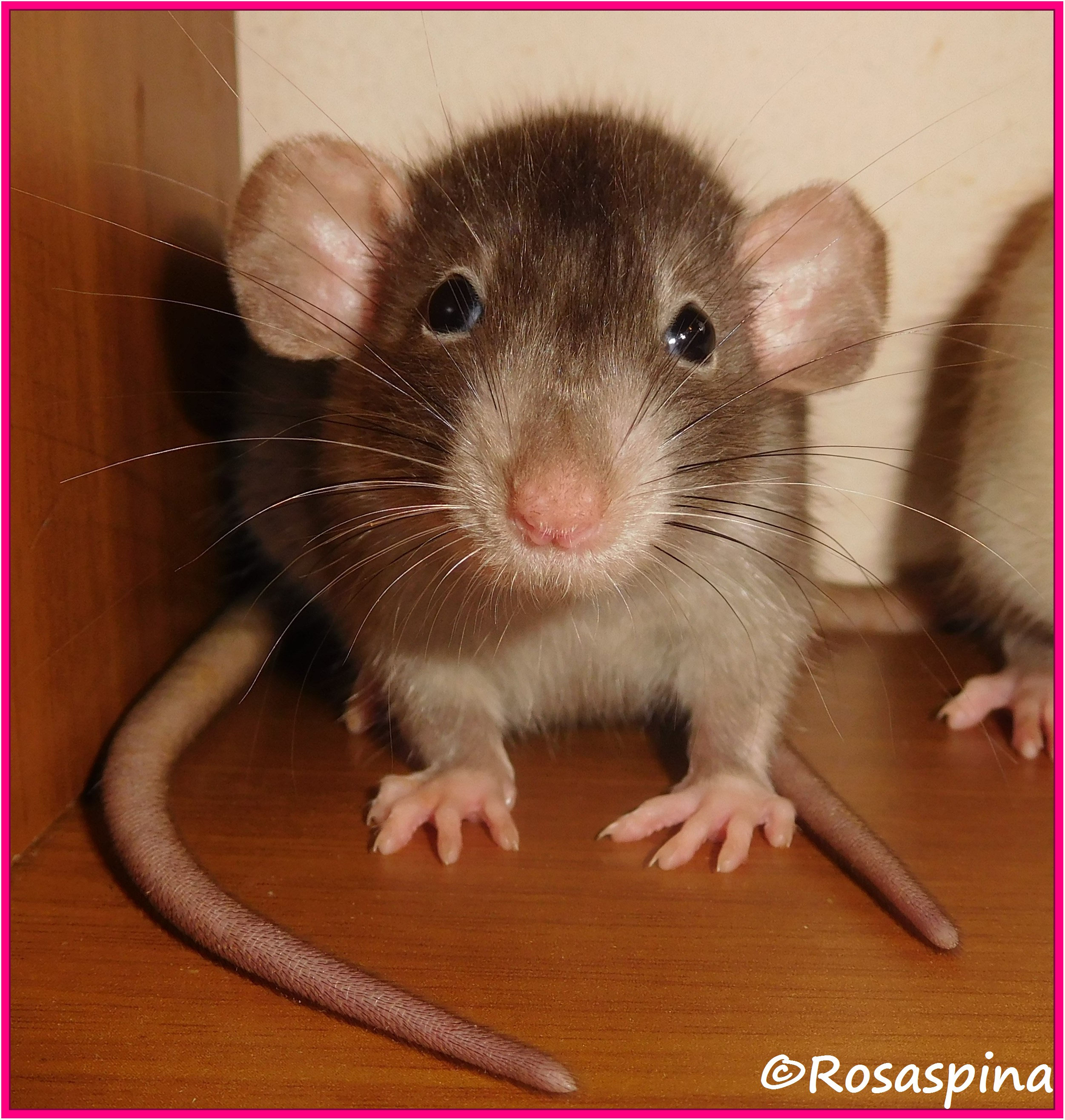 Il gene Marten - Varietà del Ratto - Rat Varieties