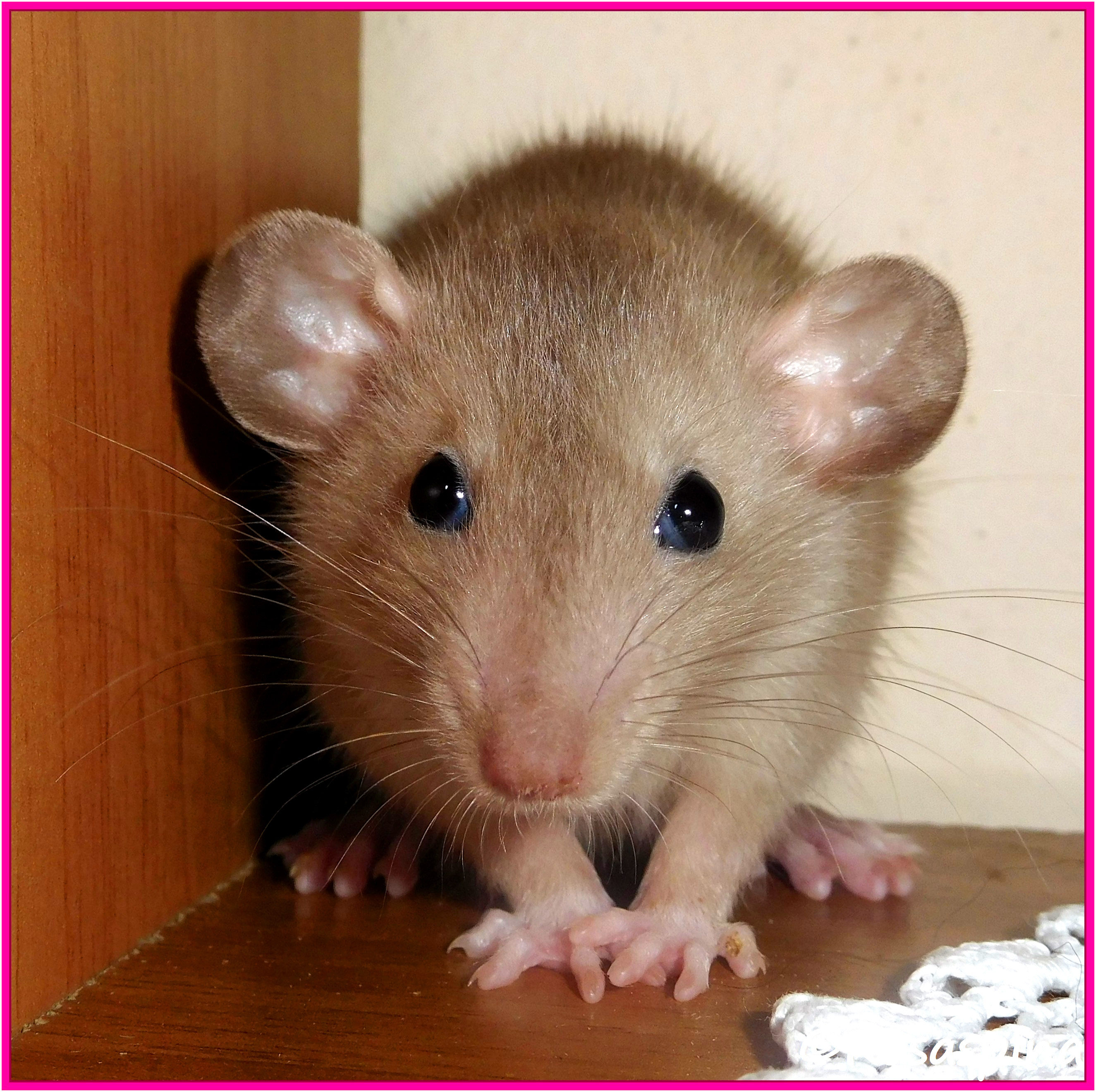 Black Eyed Siamese (BES) - Varietà del Ratto - Rat Varieties