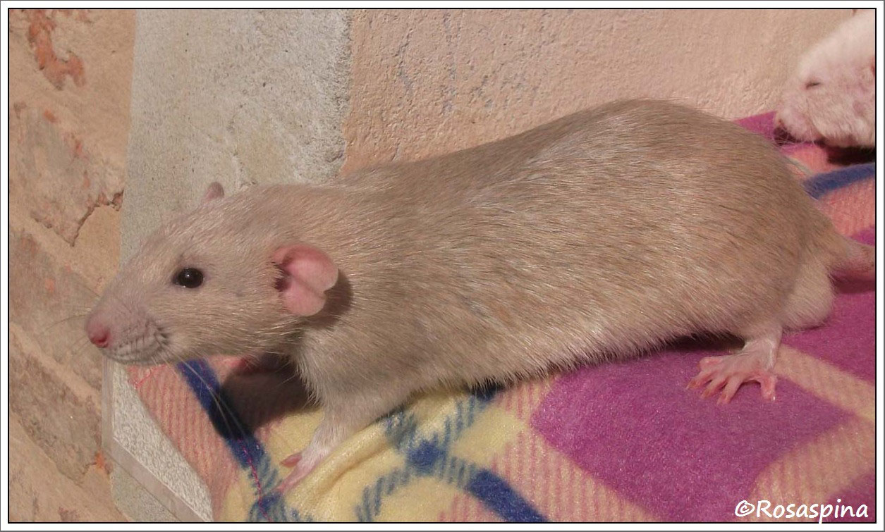 Russian Cinnamon Red Eye - Varietà del Ratto - Rat Varieties