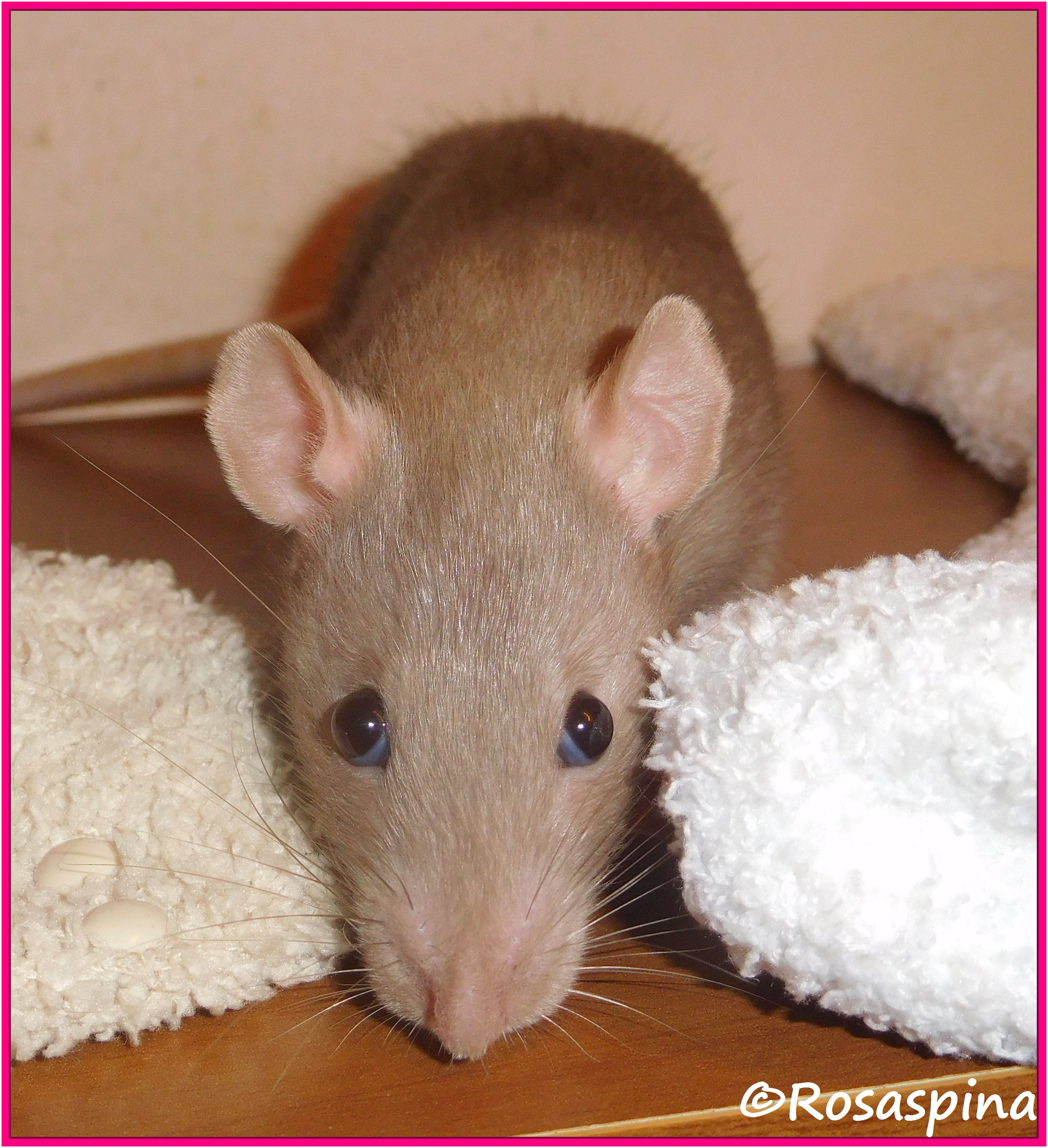 Coffee - Varietà del Ratto - Rat Varieties