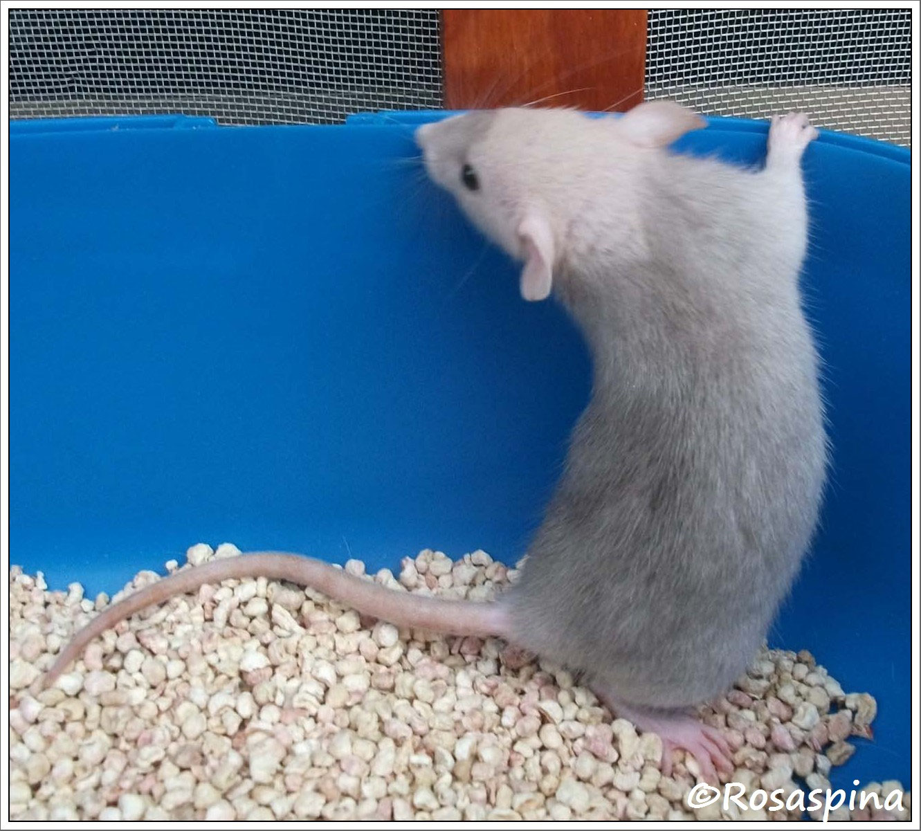 Aussie Mink - Australian Mink - Varietà del Ratto - Rat Varieties